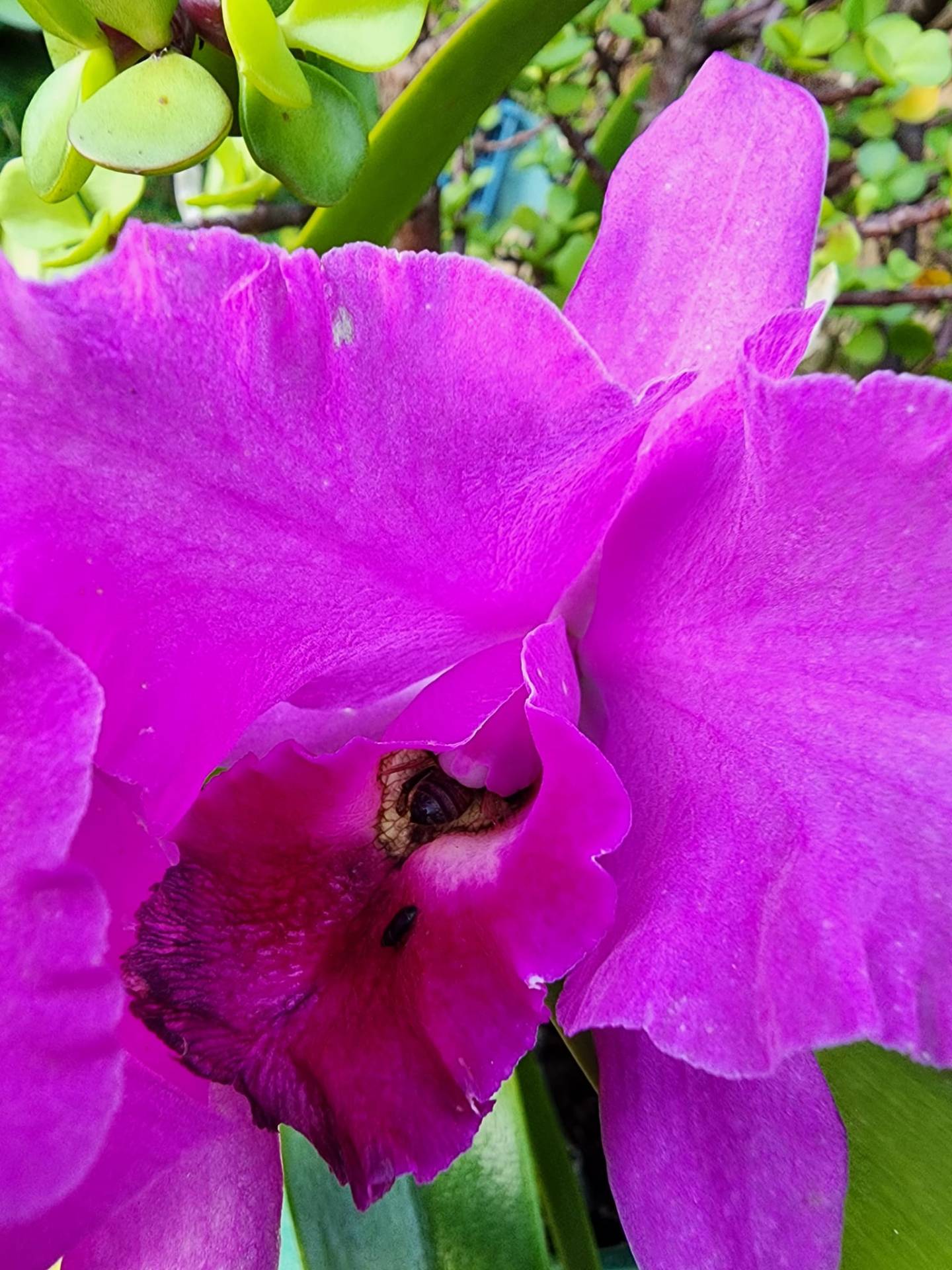 red roses, steeped in blood | Lê Vĩnh Tài – Nguyễn Thị Phương Trâm